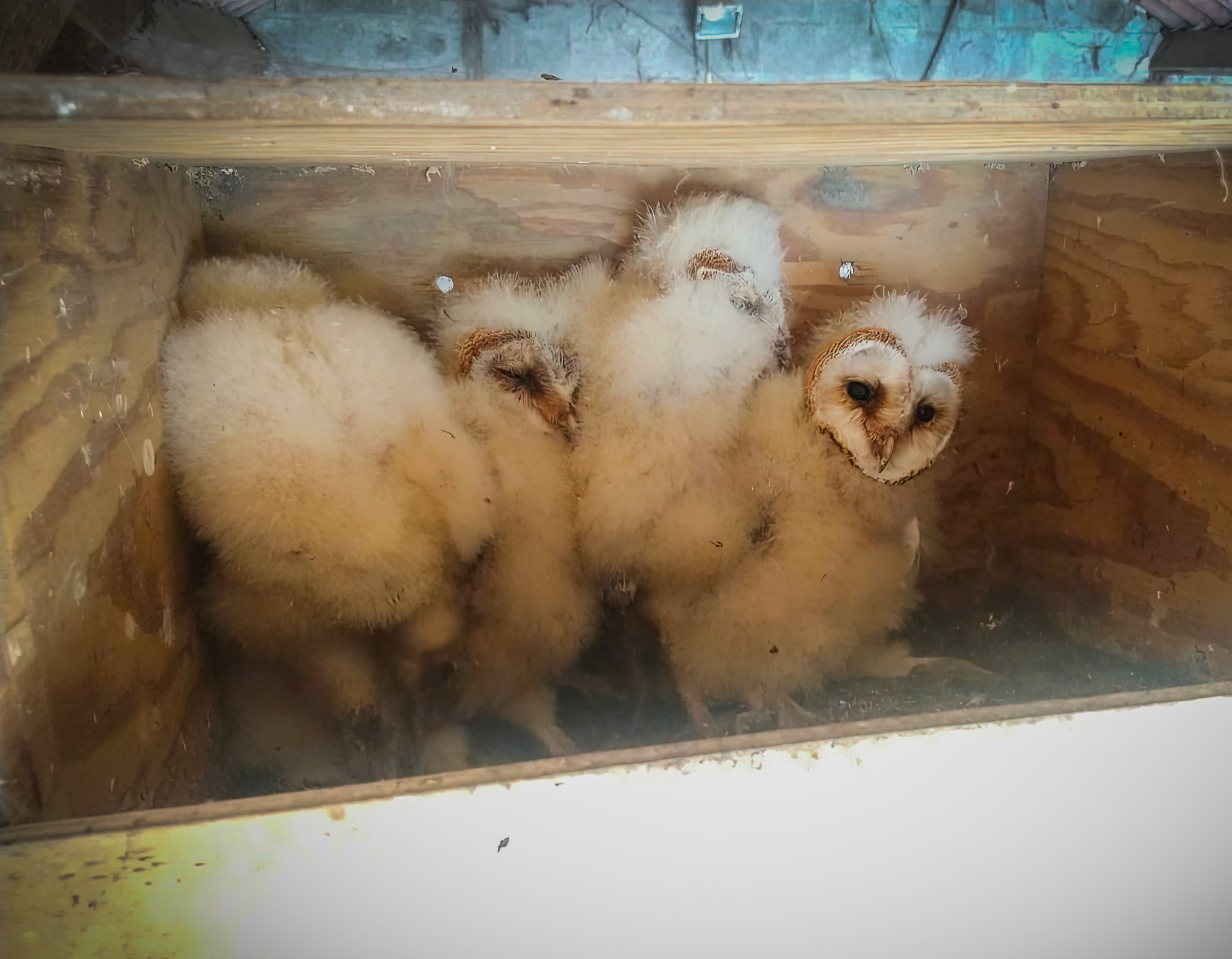 Kerkuilwerkgroep Vlaanderen - Kerkuilen in Vlaanderen